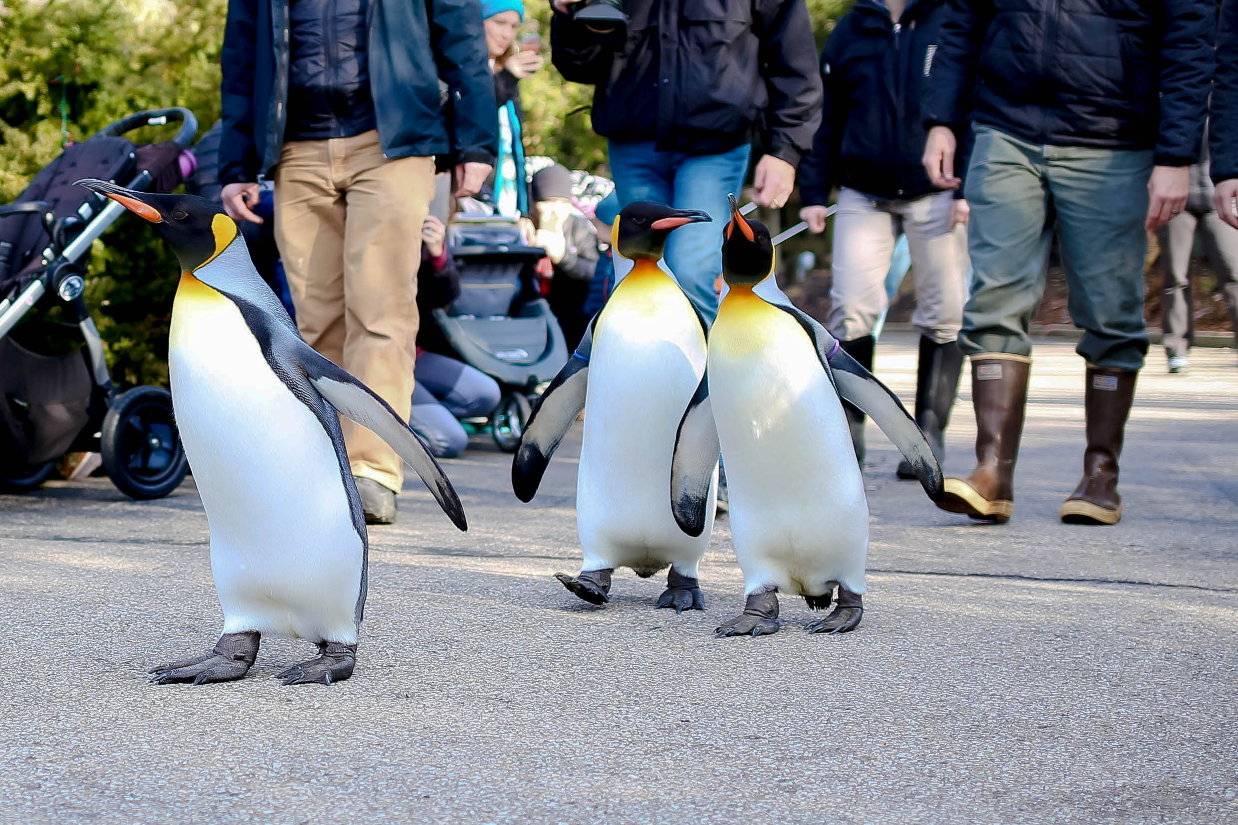 Here’s Why Winter Is the Perfect Time to Visit the Cincinnati Zoo ...