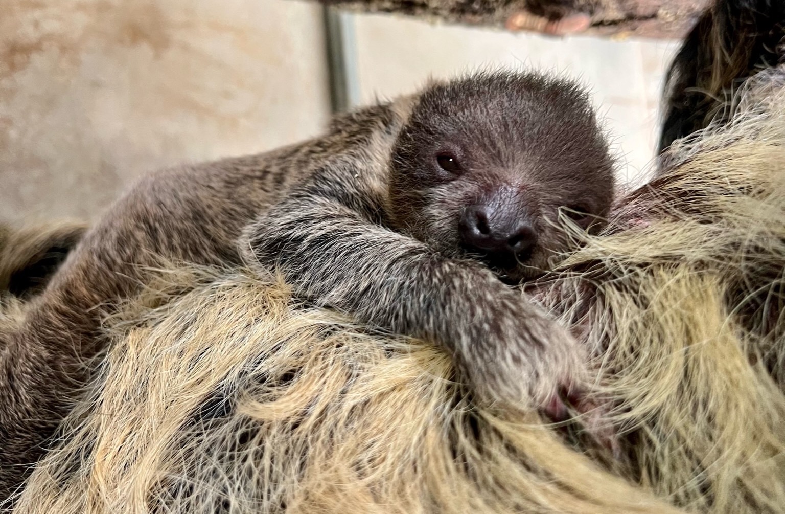 Welcoming Juno the Sloth, the Cincinnati Zoo's Slowest Furbaby ...