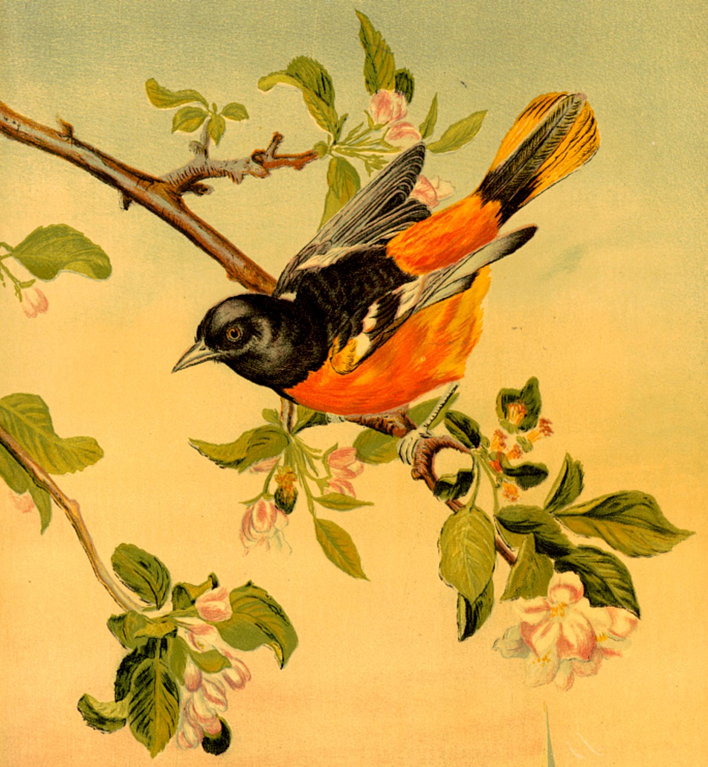 An Escaped Oriole Brought Cincinnati Two Distraught Women and National ...